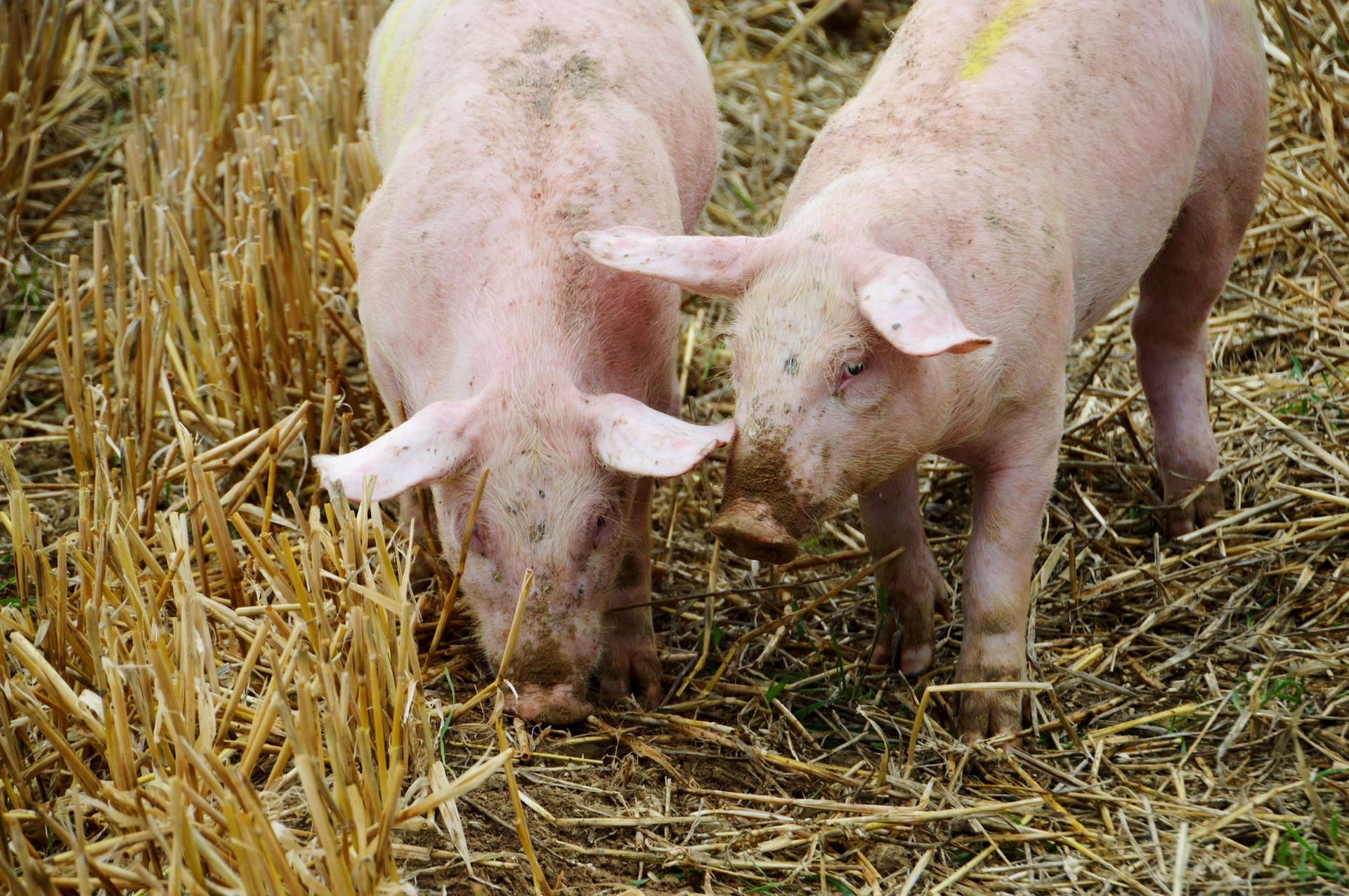 Explained: What is African Swine Fever? - The South First