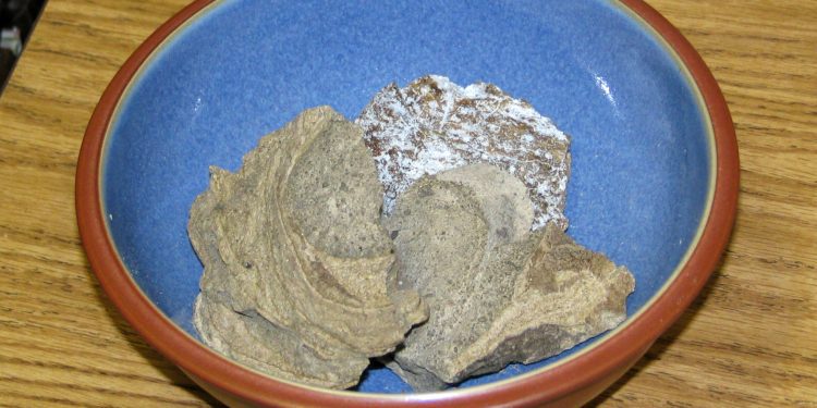 What makes the whale excreted ambergris highly expensive? - The South First