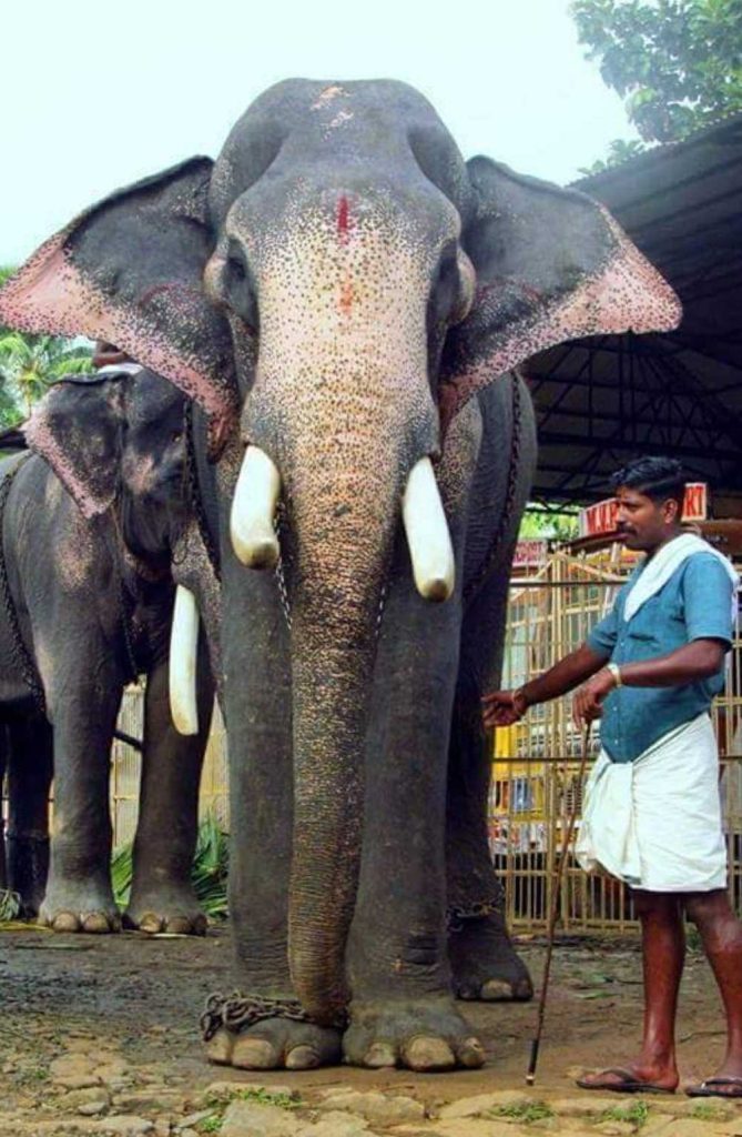 Kerala’s elephantine problem: Law, ill-treatment cause a sharp drop in ...