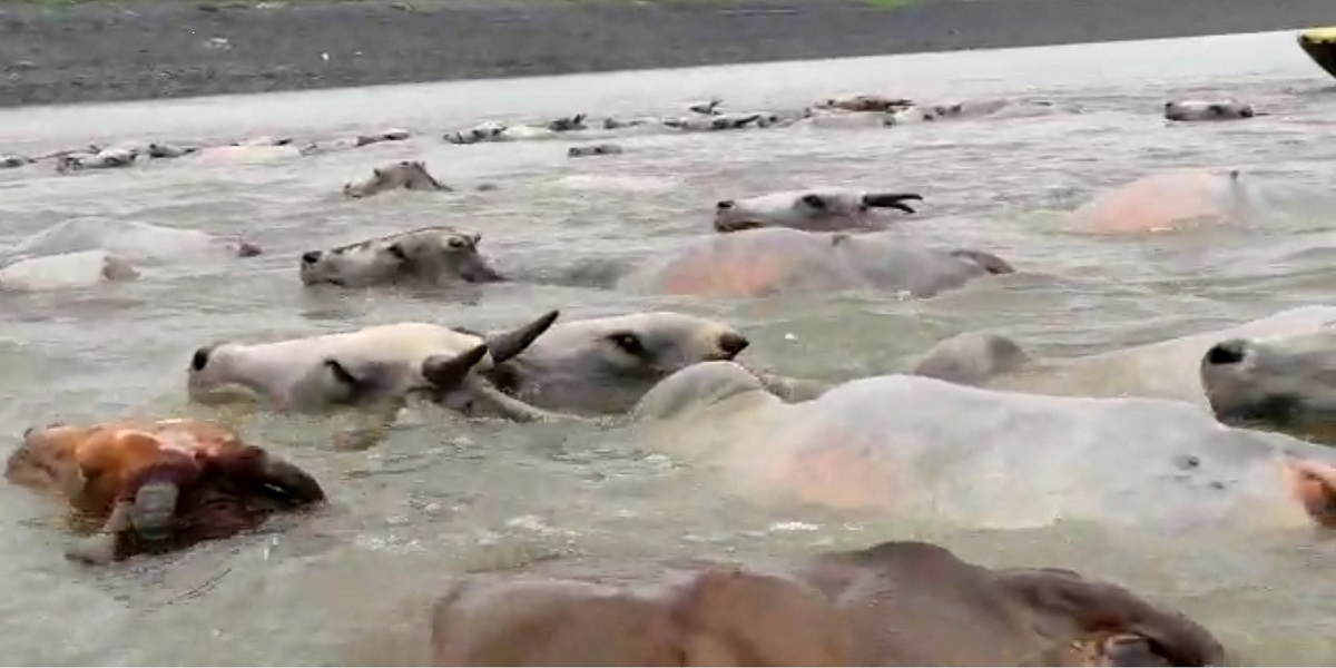 300 cows washed away in Velugodu reservoir - The South First