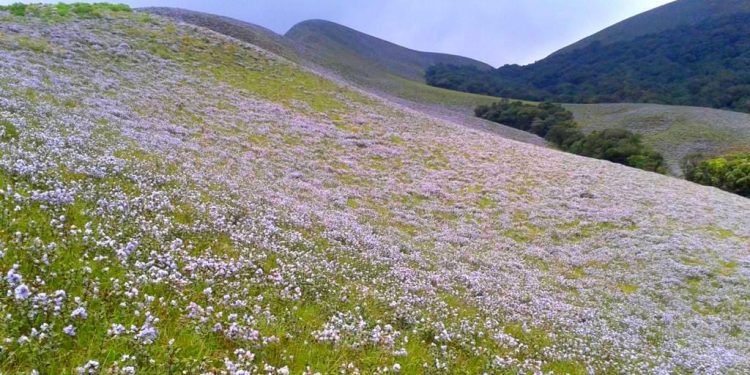 12-year wonder: Purple-blue neelakurinji blooms in Kallippara hills of ...