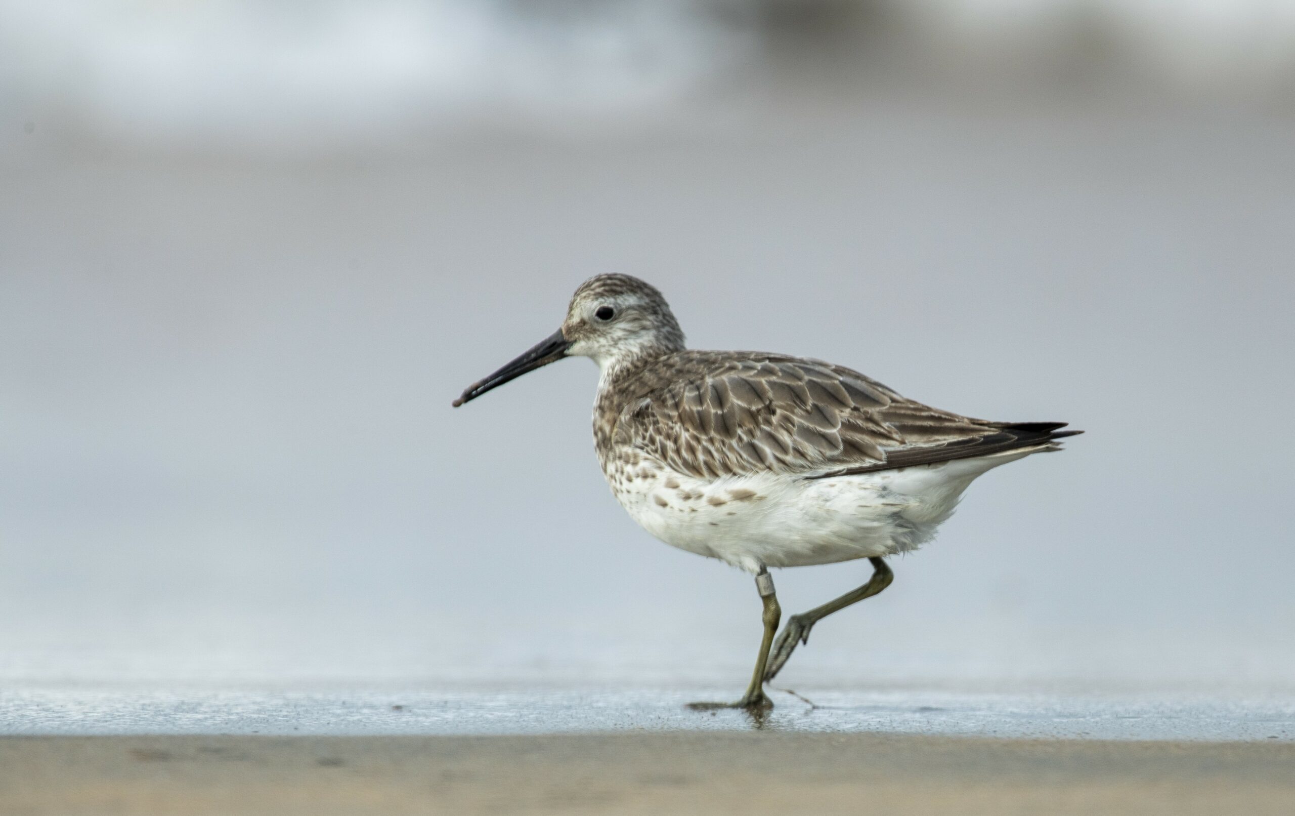 From Russian Far East To Kerala How Birders Traced The 9 000 km