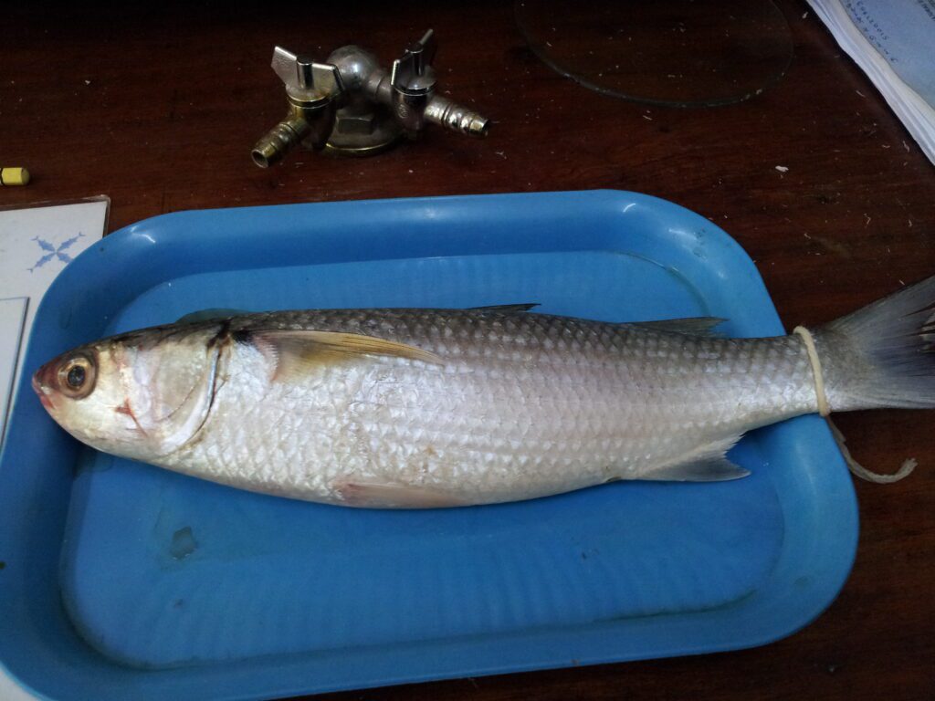 Something fishy? Learn why Kerala's LDF government appointed Congress ...
