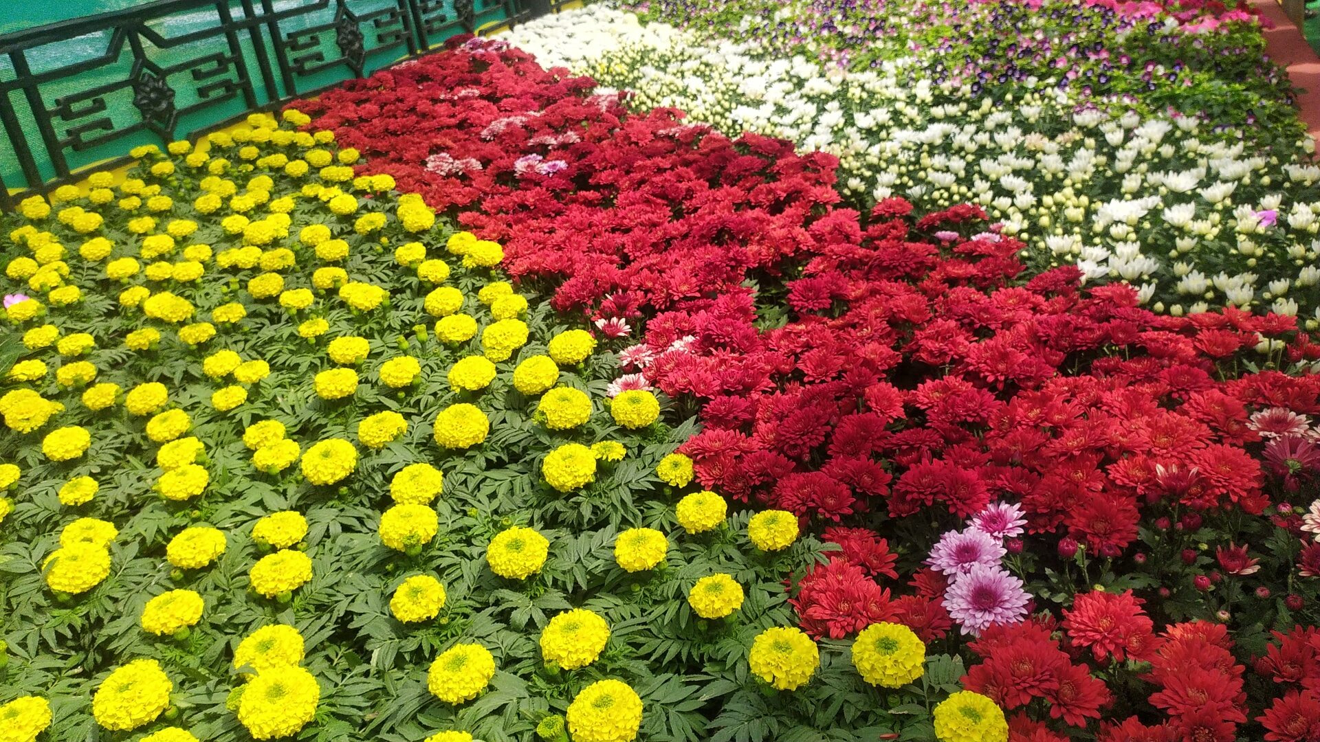 The 213th edition of the iconic Republic Day Lalbagh flower show is a ...