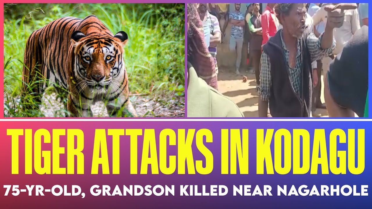 Tiger kills two of a family in Kodagu, residents stage protest over ...