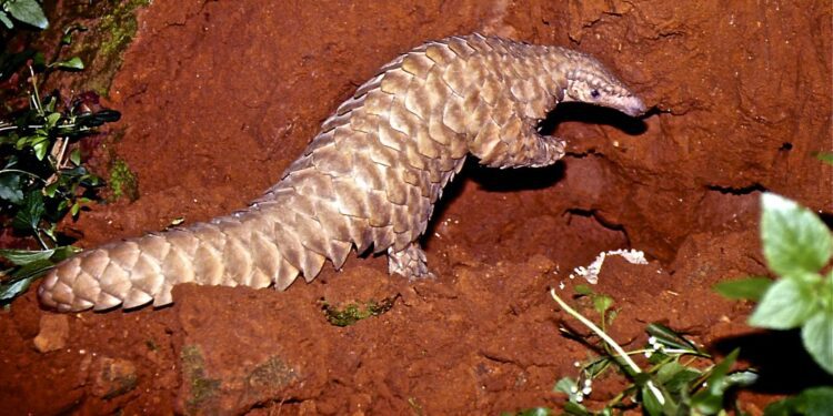 Now, Andhra Pradesh to count pangolins with camera traps set up for ...