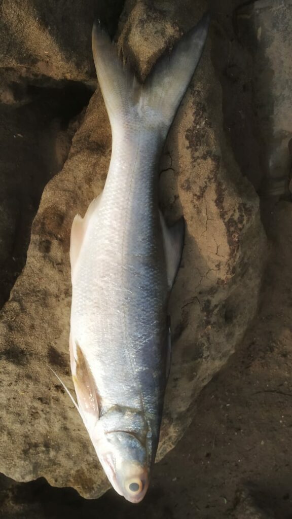 Salmon rearing in Andhra Pradesh: Tasty caged fish, waiting to be freed ...