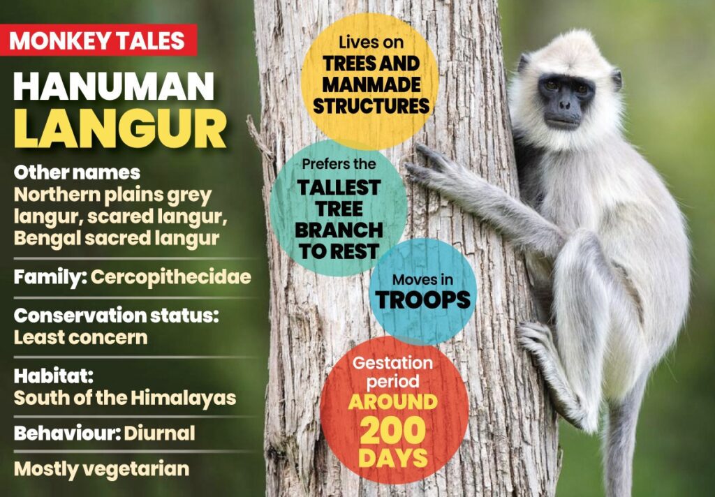 Langur that escaped from Trivandrum zoo caught after 24 days