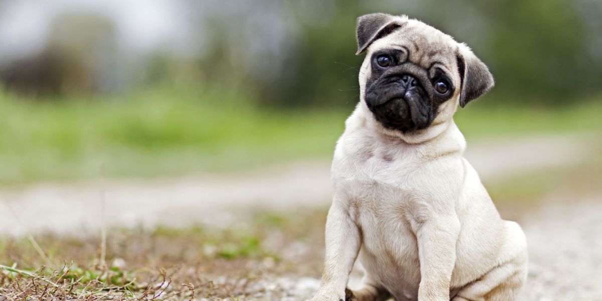 Did you know that flat-faced breeds such as pugs suffer for life?