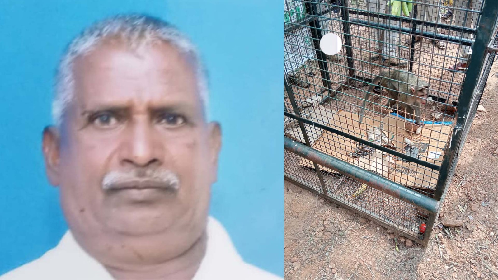 In Karnataka, monkey bite results in death of a 66-year-old man ...