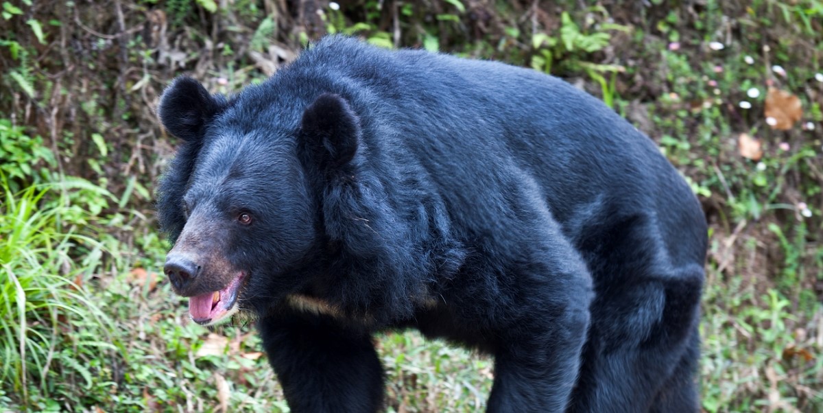 Adult bear on the loose in Wayanad, creates panic among public, eludes ...