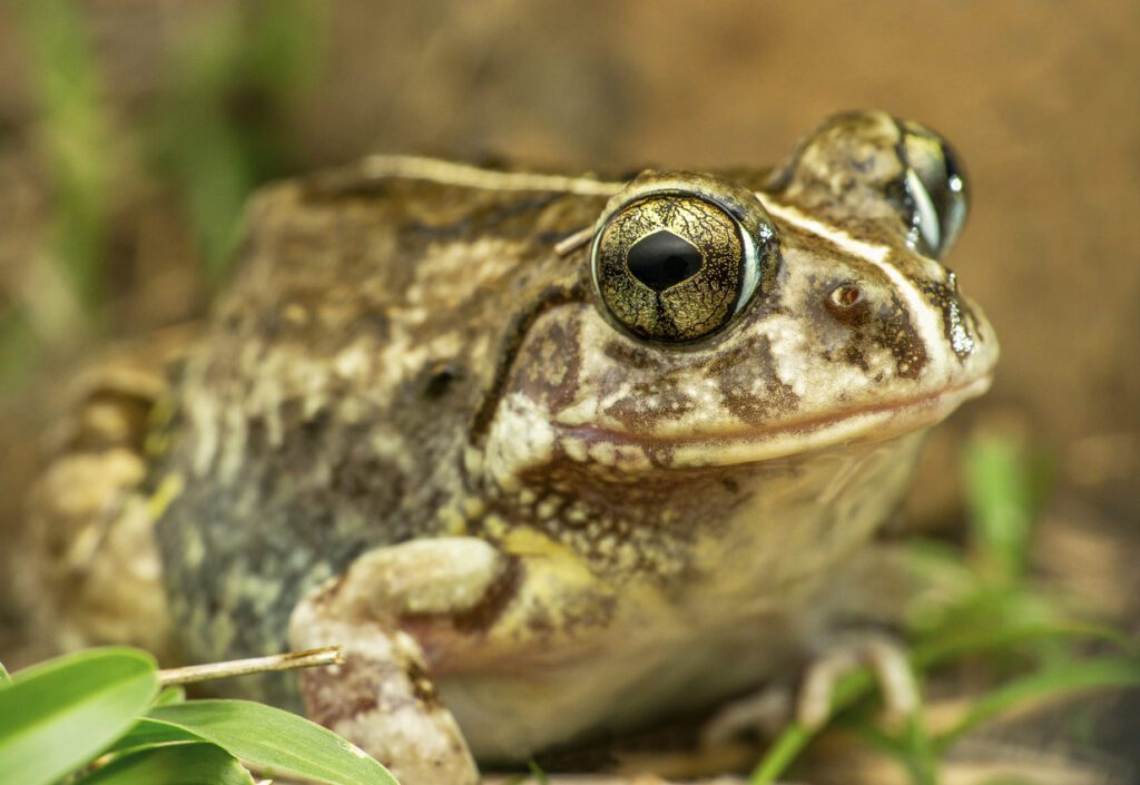 New species of burrowing frog named 'Sphaerotheca Varshaabhu ...