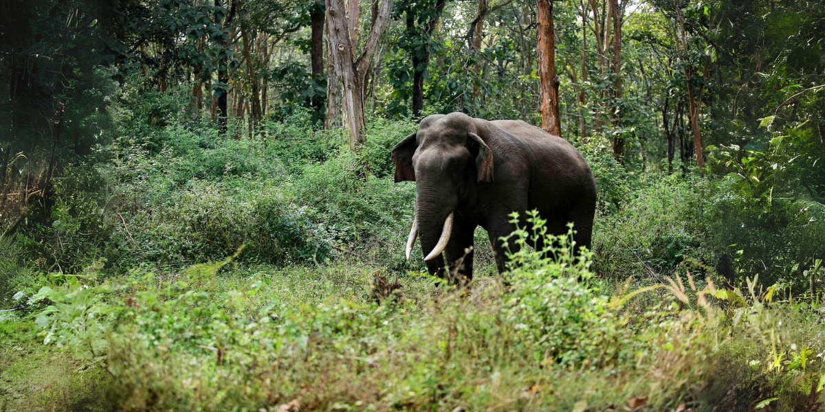 Wild animal attacks: Hartal turns violent in Pulpally, locals tie cow ...