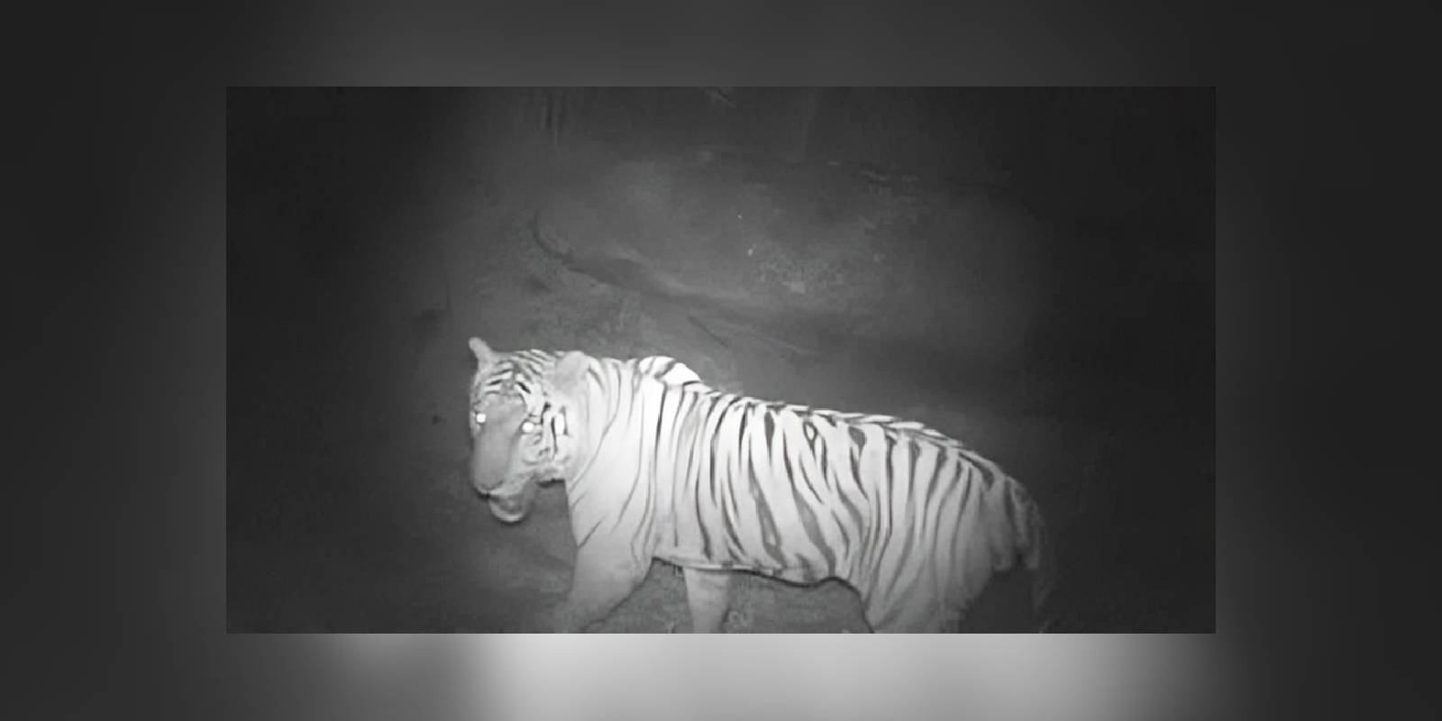 Two tigers recorded by camera traps in TN's Cauvery wildlife sanctuary ...